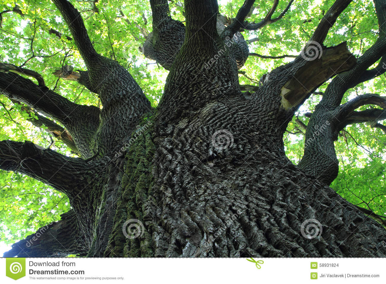 Éramos como robles - El Opinadero