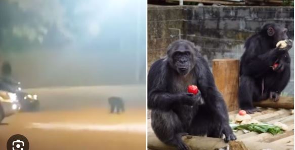 El Planeta De Los Simios - El Opinadero