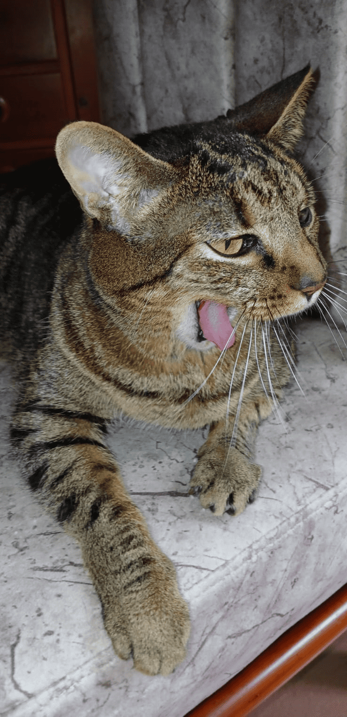 LO INDESCIFRABLE DEL AMOR ANIMAL - El Opinadero